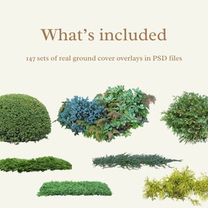 147 Real Groundcover Garden Plant Overlays Photoshop JPG/PNG/PSD ...