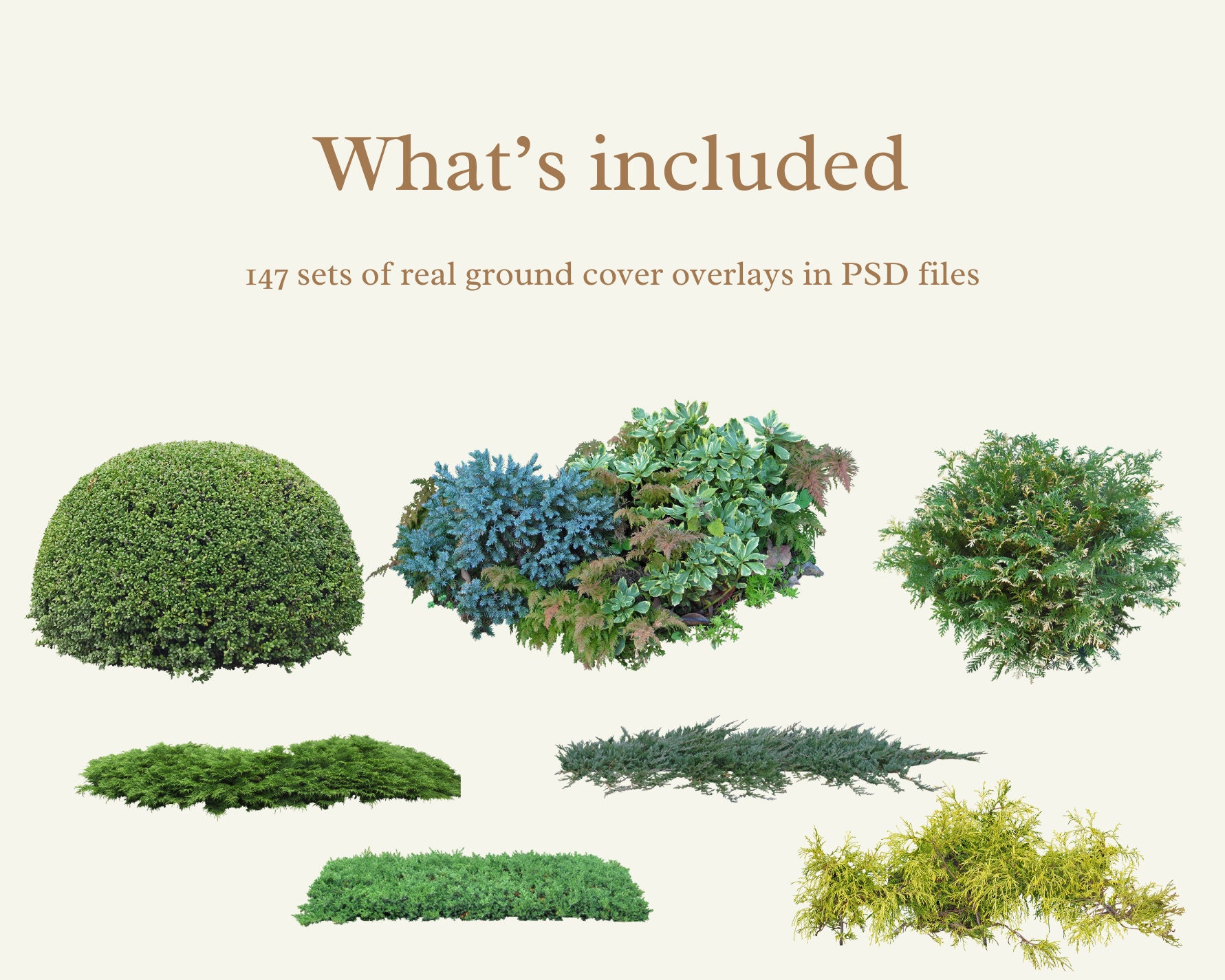 147 Real Groundcover Garden Plant Overlays Photoshop JPG/PNG/PSD ...