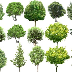 106 Real Tree Overlays, Tree Clipart, for Photoshop/illustrator Render ...