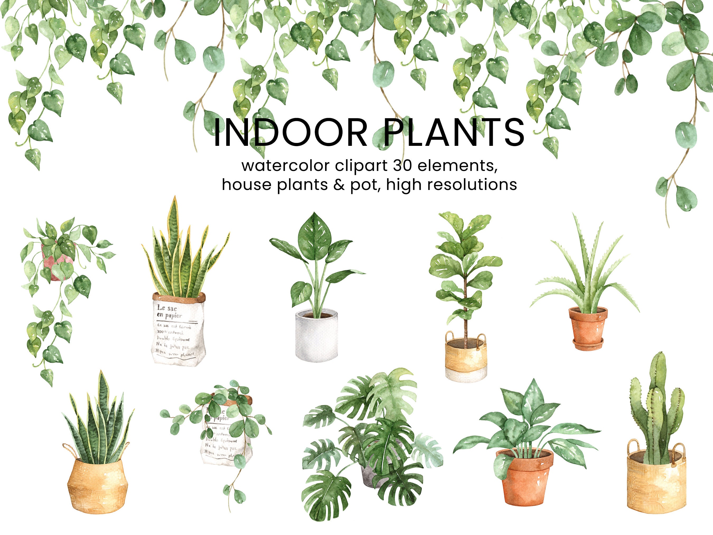Indoor Plants Watercolor Clipart Beautiful Houseplants Png - Etsy