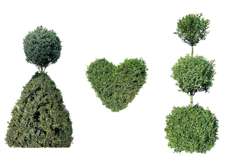 100 Assorted Plant Overlays for Photoshop, Plants, Outdoor Plants ...