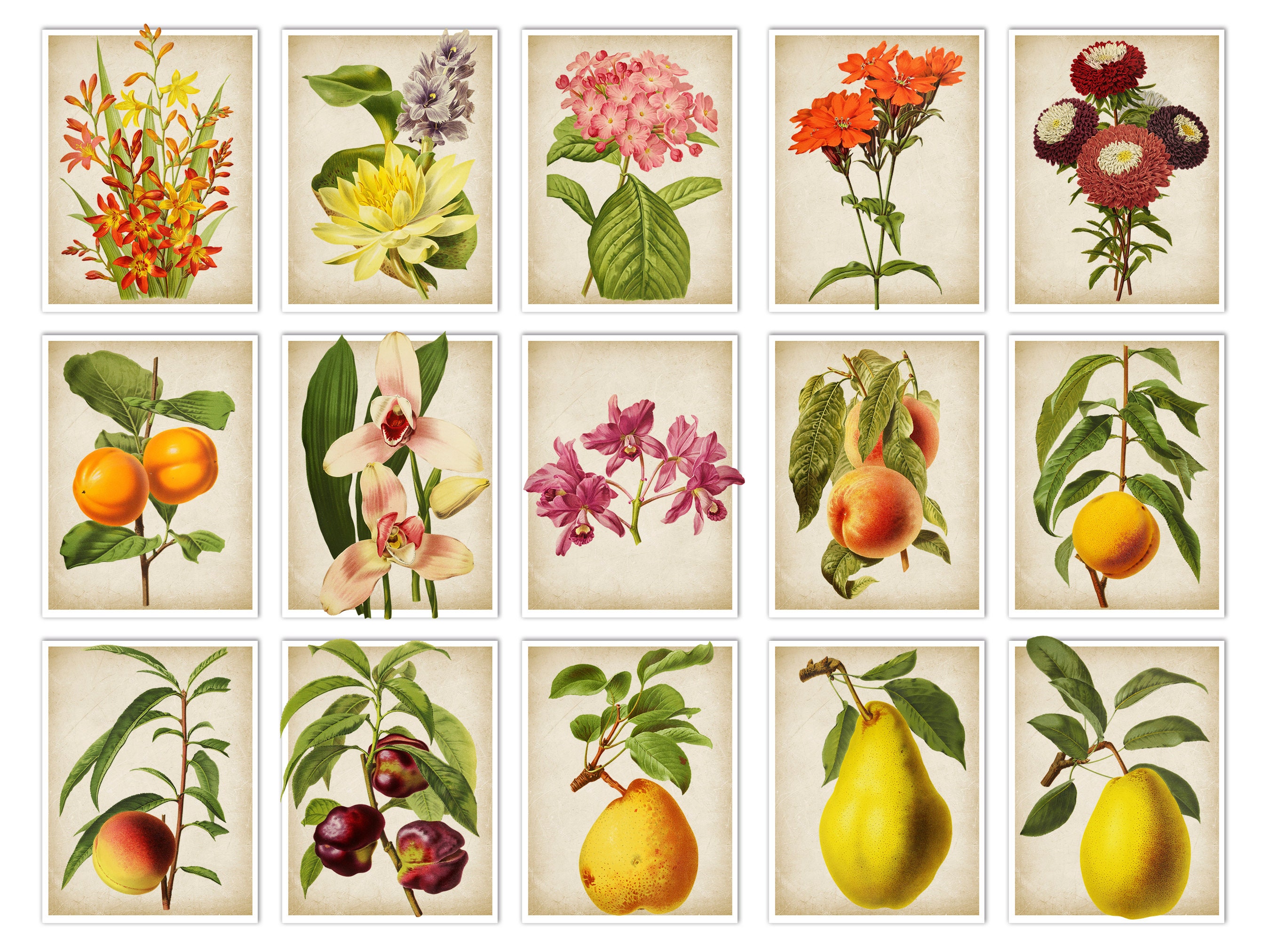 Vintage Fruits and Flowers Clipart Floral Botanical Illustration ...