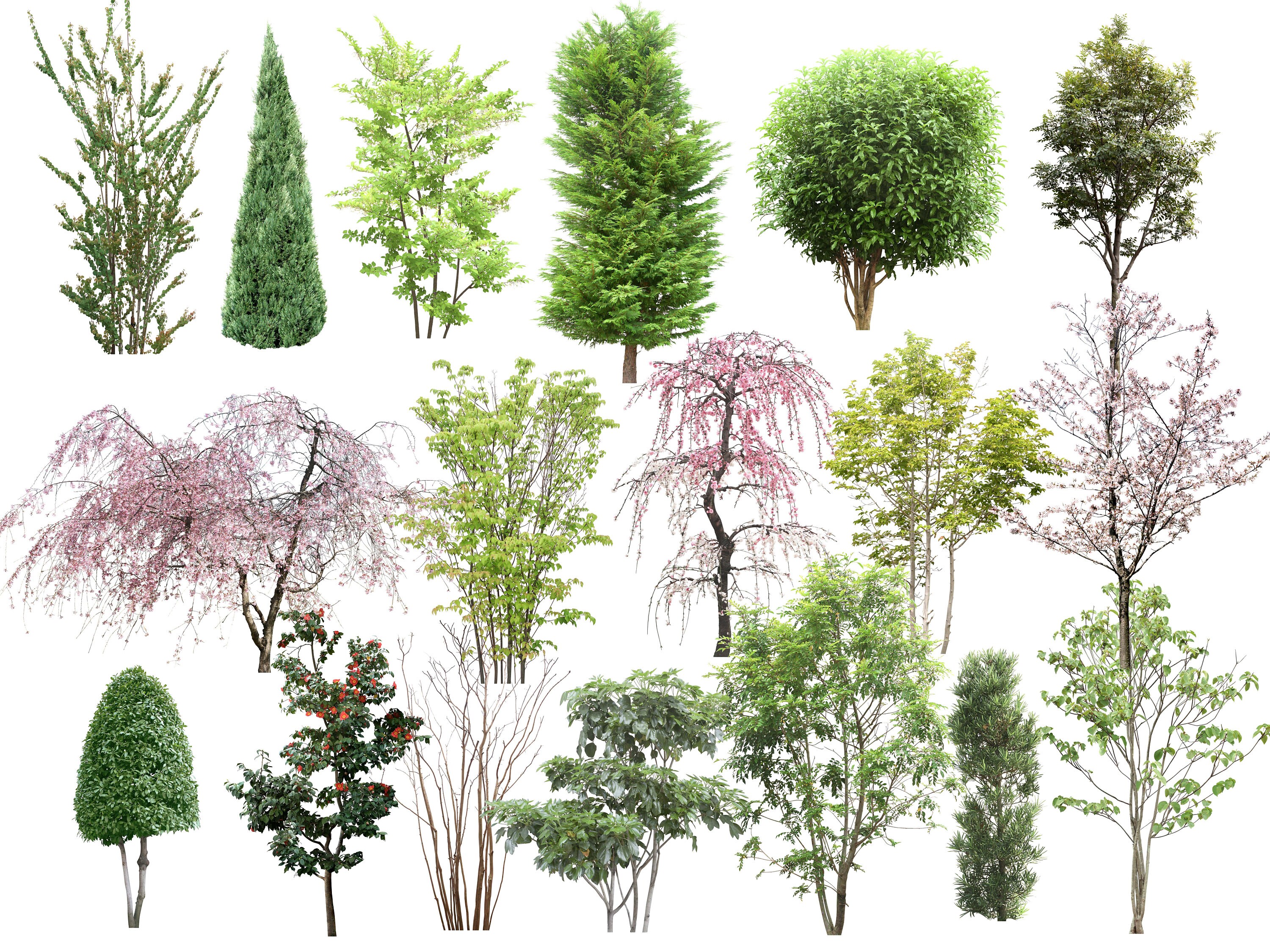 83 Real Tree Overlays, Tree Clipart, for Photoshop/illustrator Render ...