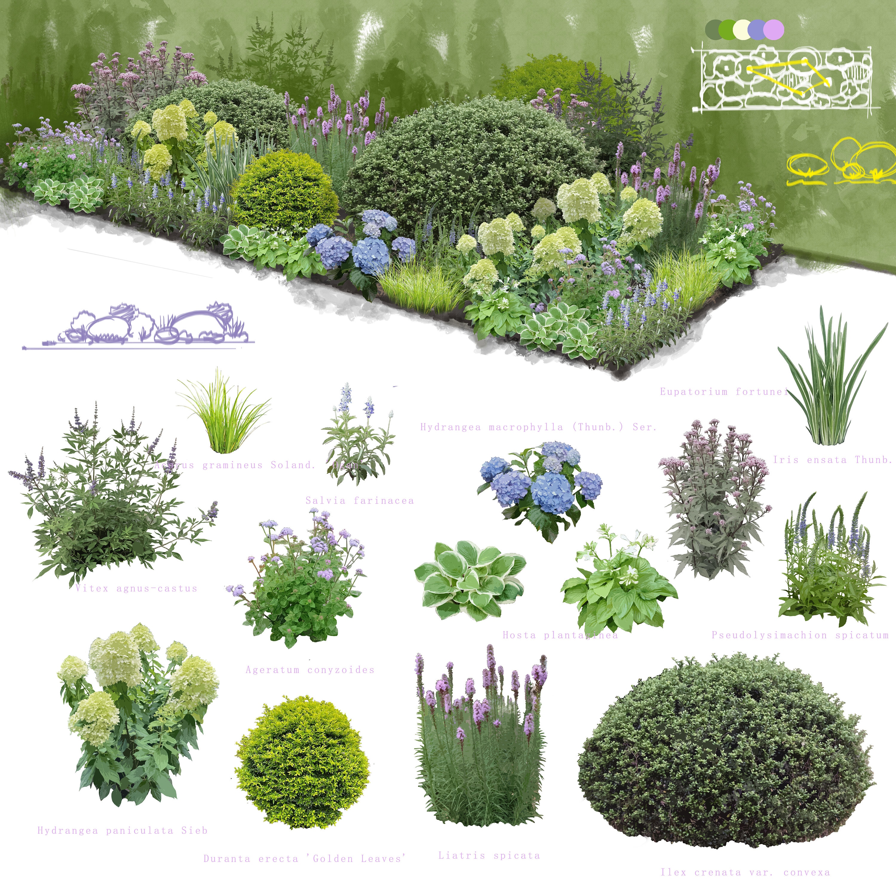 53 Real Ornamental Plants Overlays, for Photoshop/illustrator Render ...
