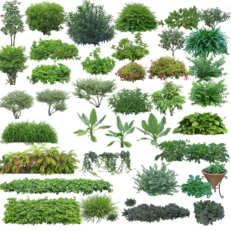 147 Real Groundcover Garden Plant Overlays Photoshop JPG/PNG/PSD ...
