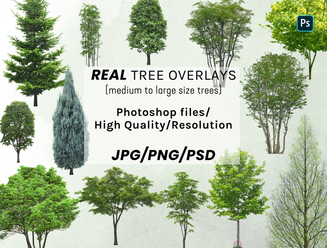 106 Real Tree Overlays, Tree Clipart, for Photoshop/illustrator Render ...