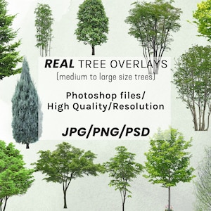 106 Real Tree Overlays, Tree Clipart, for Photoshop/illustrator Render ...