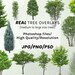 106 Real Tree Overlays, Tree Clipart, for Photoshop/illustrator Render ...