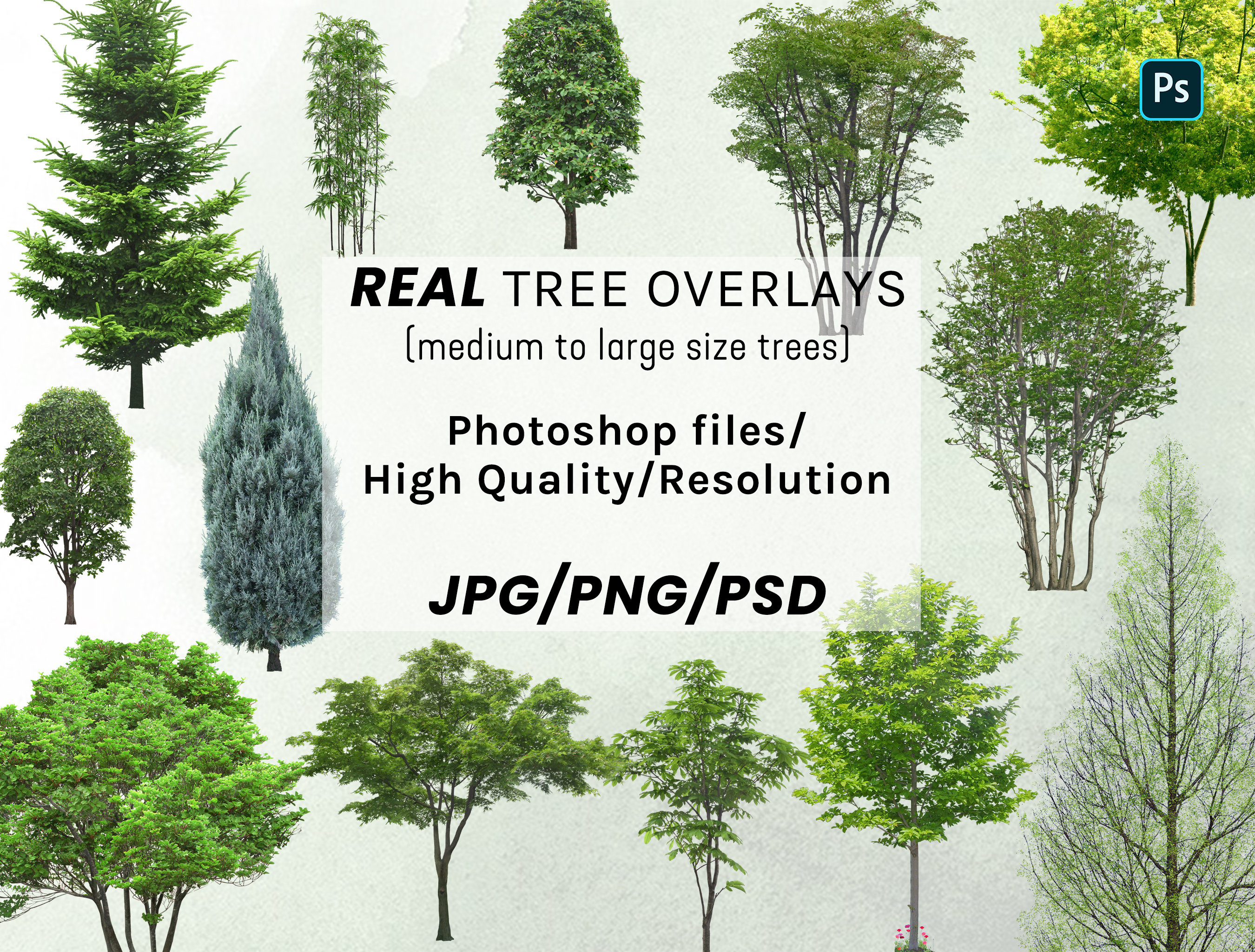 106 Real Tree Overlays, Tree Clipart, for Photoshop/illustrator Render ...