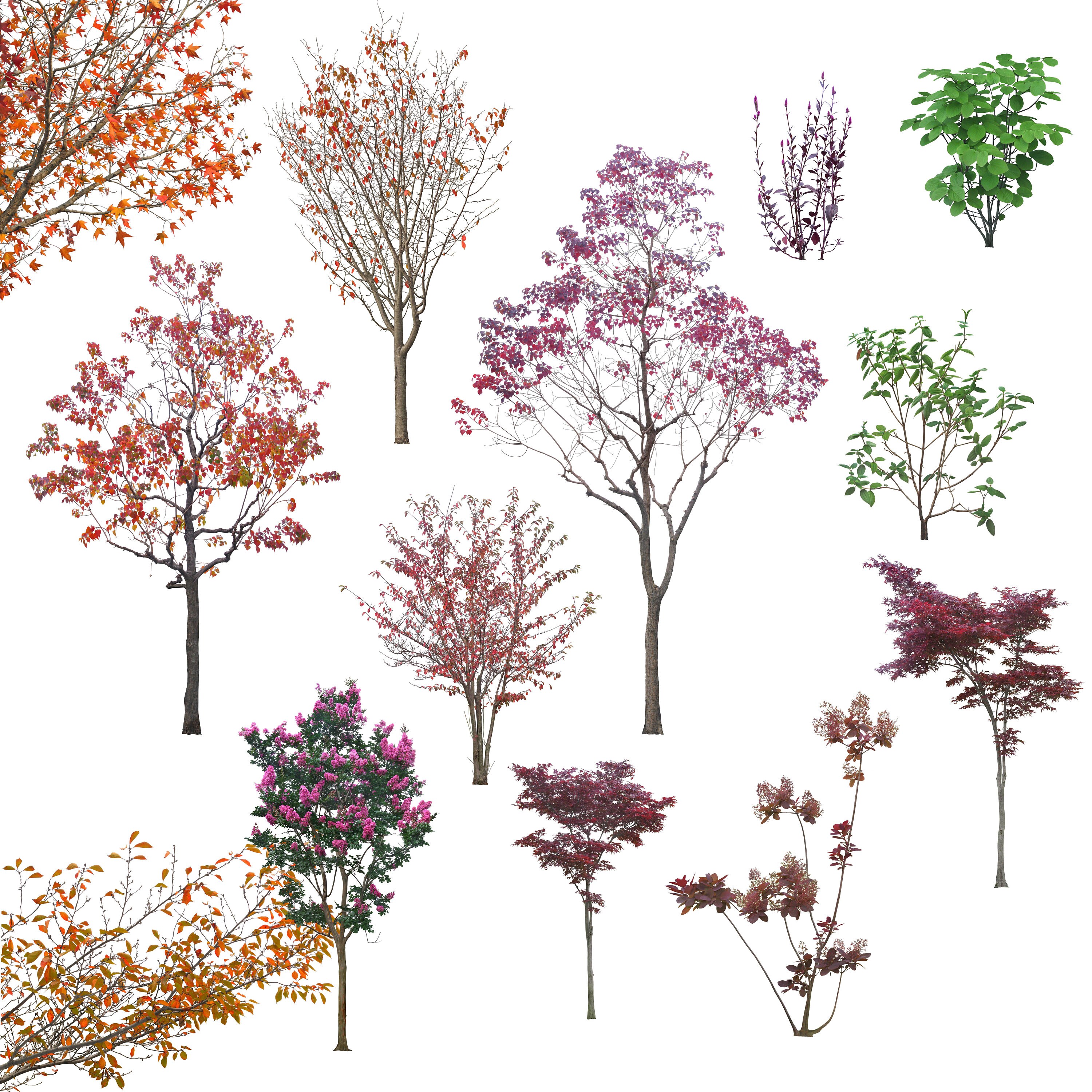 50 Real Trees Clipart Trees Overlays Forest Plants Photography Garden ...
