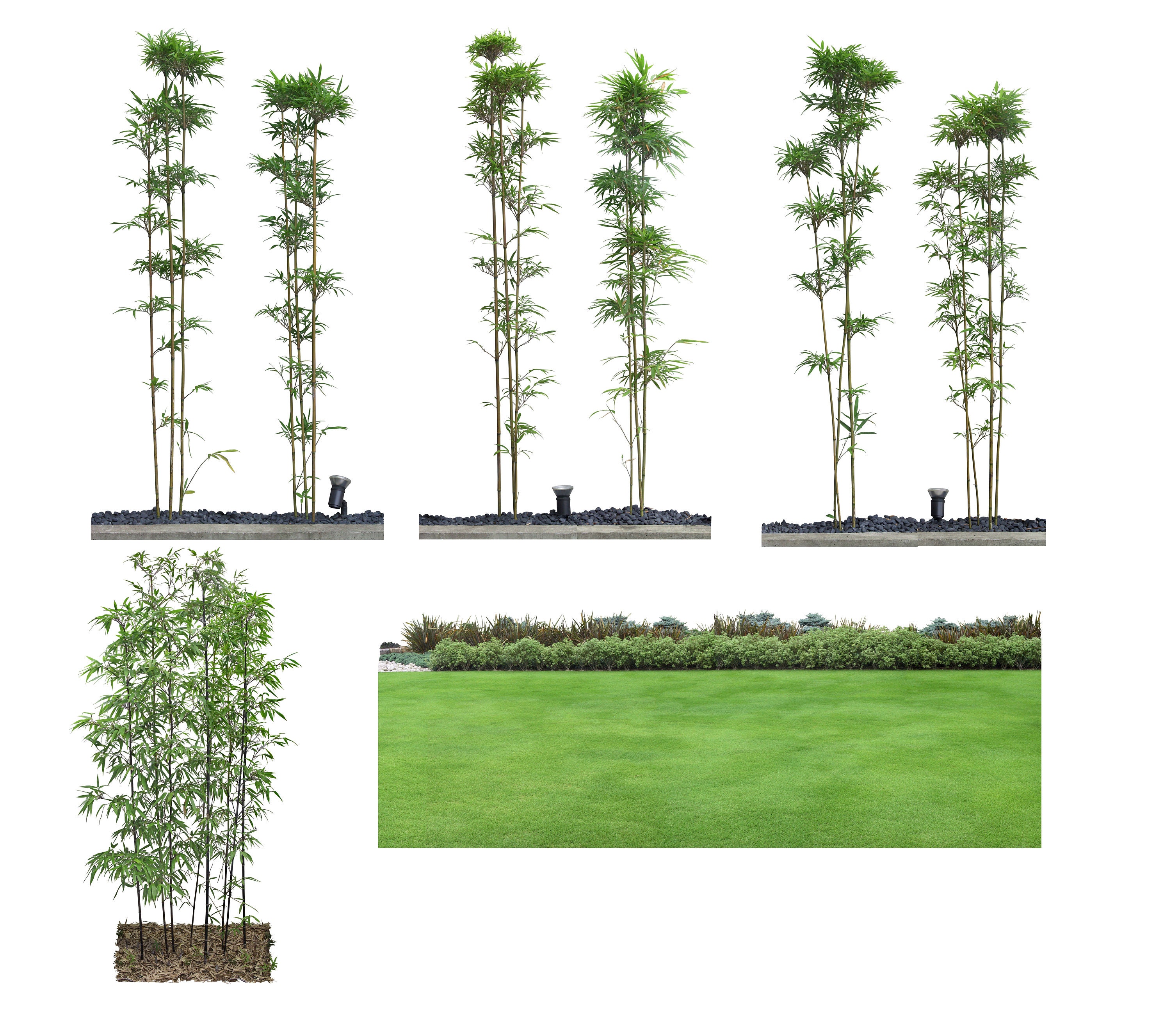 83 Real Tree Overlays, Tree Clipart, for Photoshop/illustrator Render ...