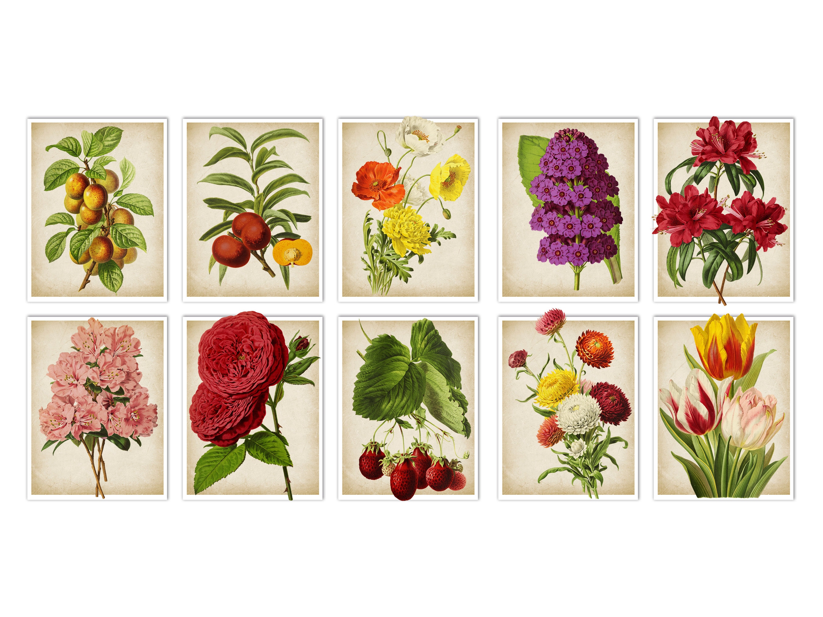 Vintage Fruits and Flowers Clipart Floral Botanical Illustration ...