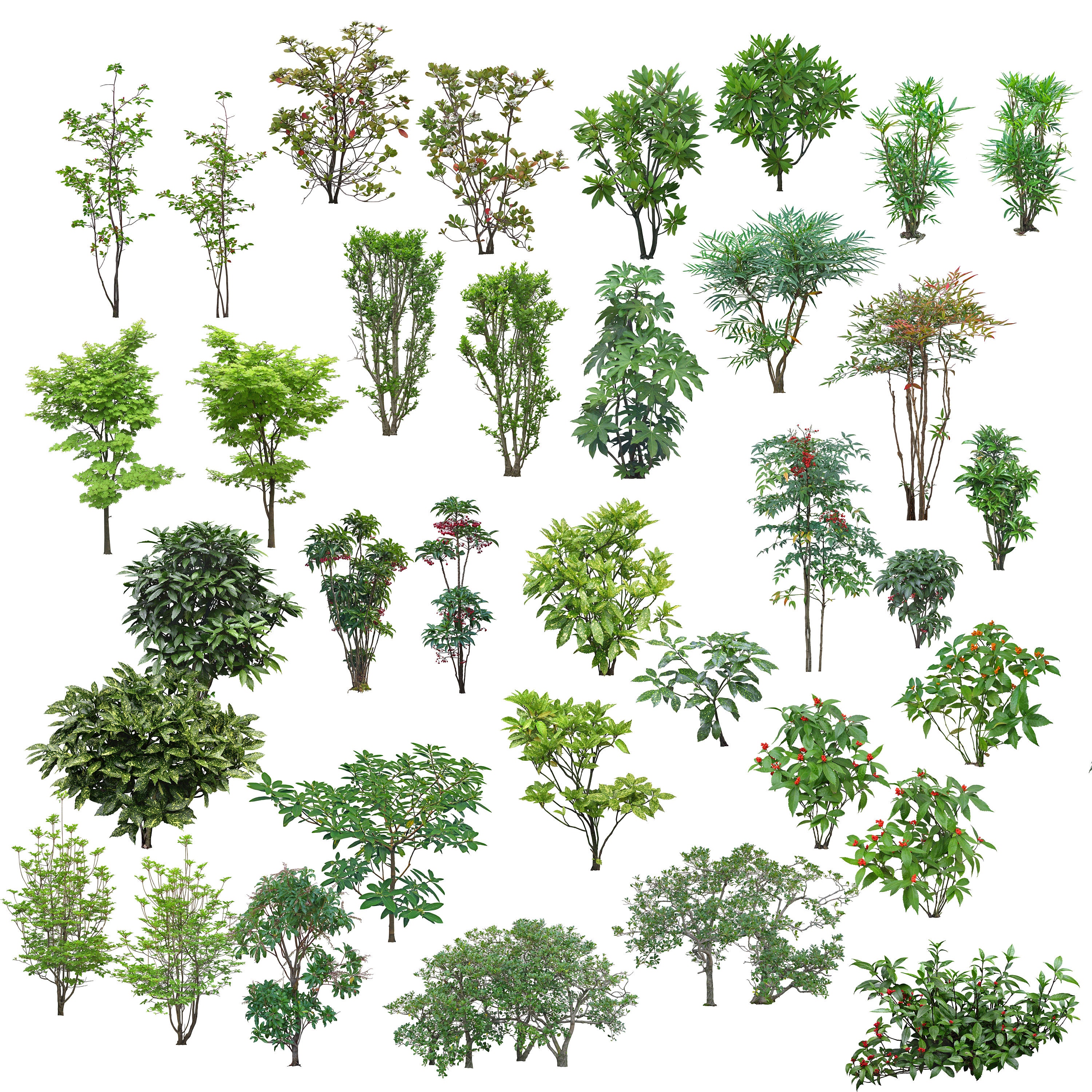 72 Real Shrub Overlays, Tree/shrub Clipart, for Photoshop/illustrator ...