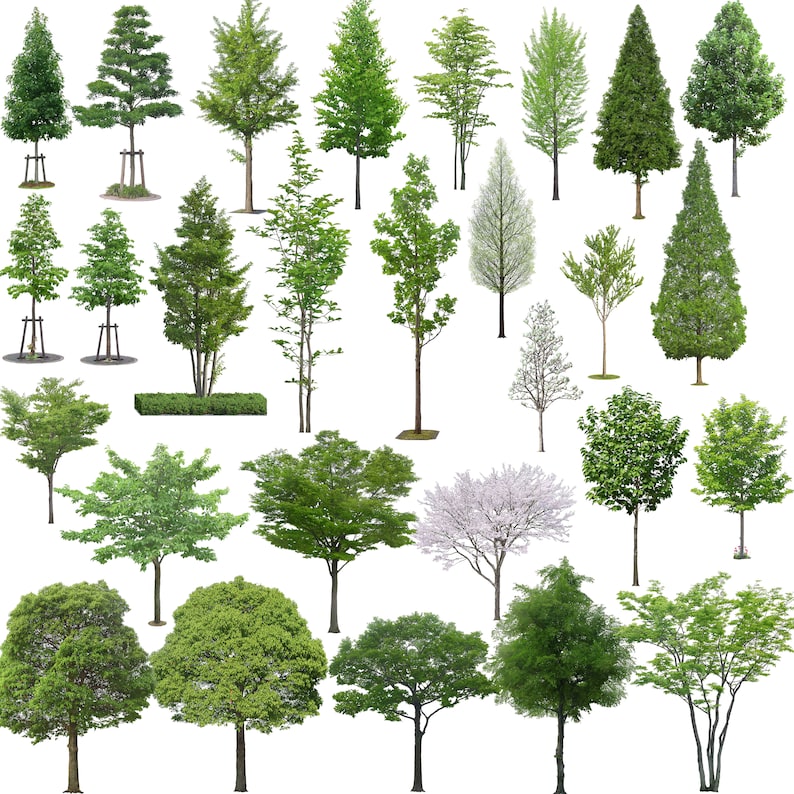 106 Real Tree Overlays, Tree Clipart, for Photoshop/illustrator Render ...