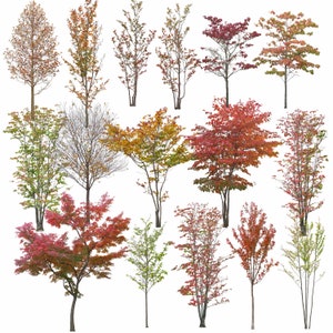 50 Real Trees Clipart Trees Overlays Forest Plants Photography Garden ...
