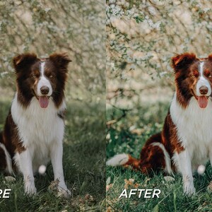 25 Dog Lover Lightroom Presets for Pet, Dog, Outdoor and Indoor Photos ...