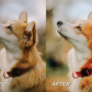 25 Dog Lover Lightroom Presets for Pet, Dog, Outdoor and Indoor Photos ...