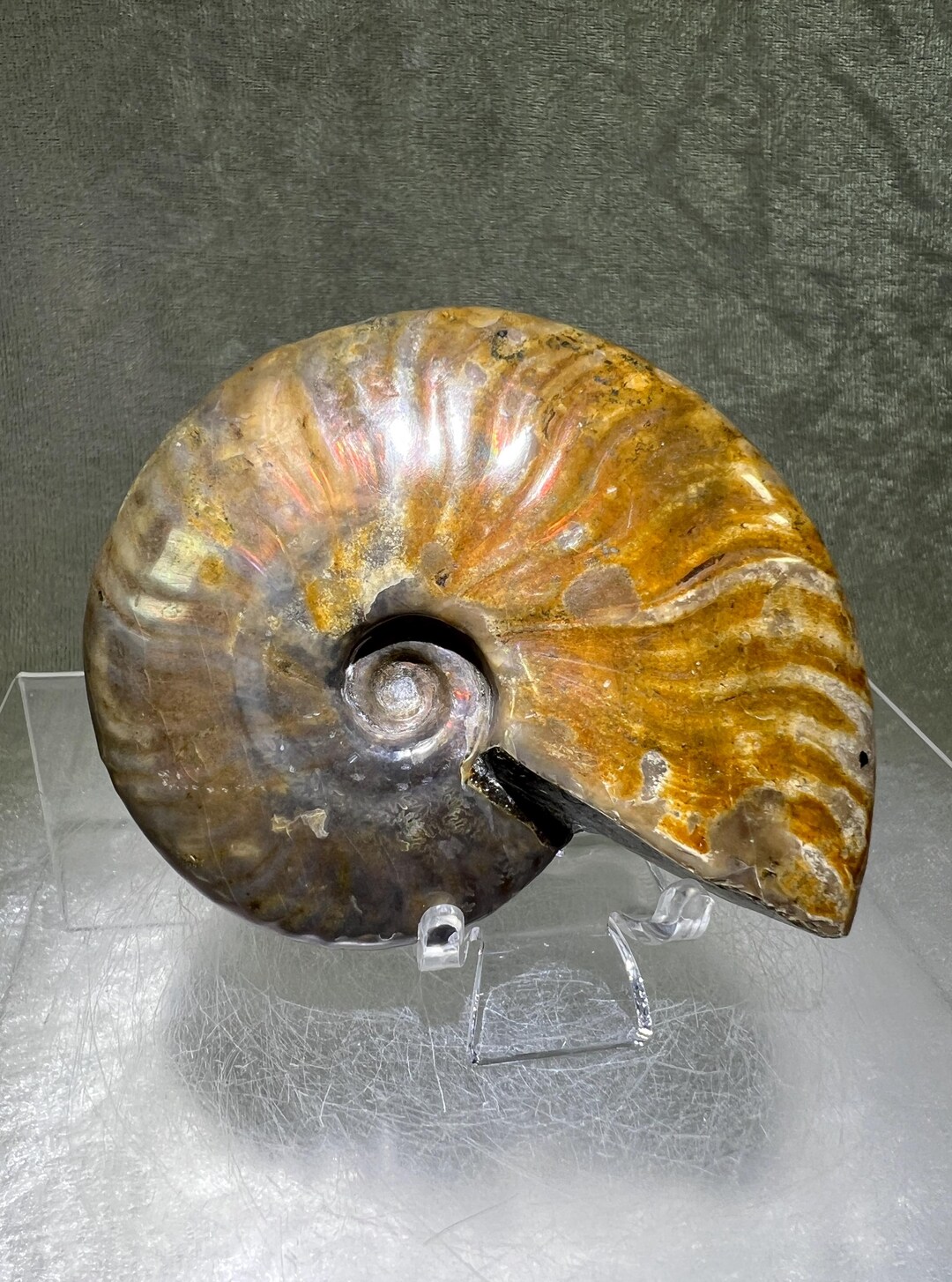 Incredible Ammonite Fossil Specimen. Stunning Red and Yellow Flash ...