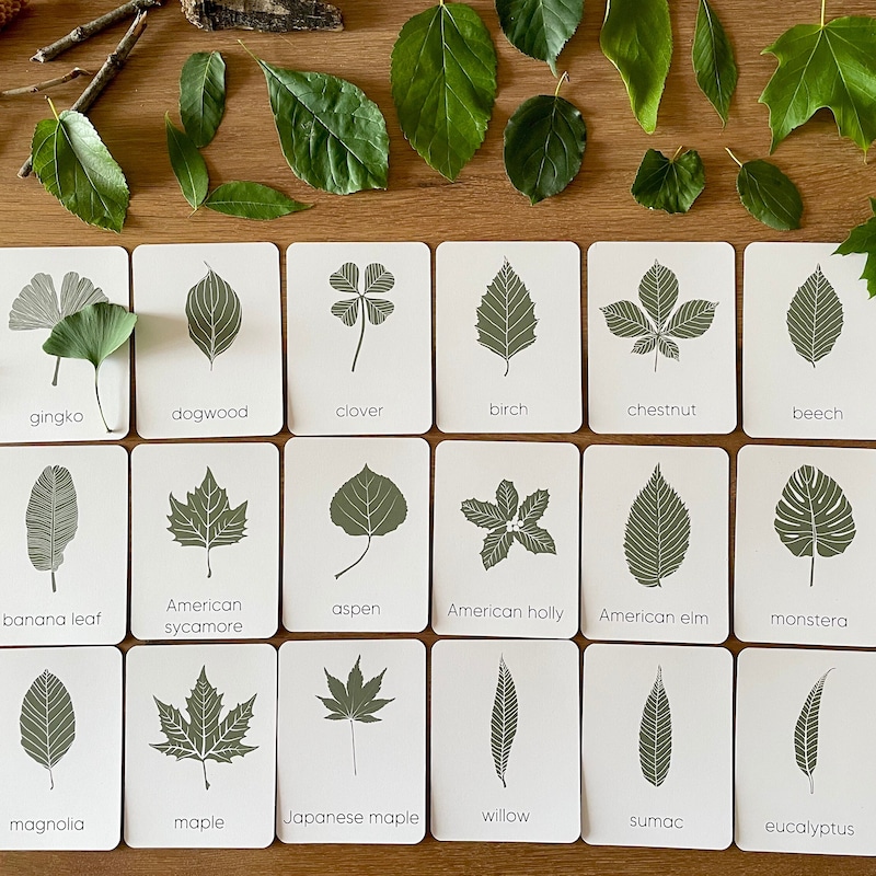 Tree Leaf Identification - Etsy