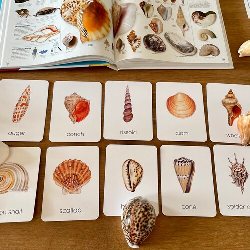 Classroom Materials Montessori Cards - Etsy