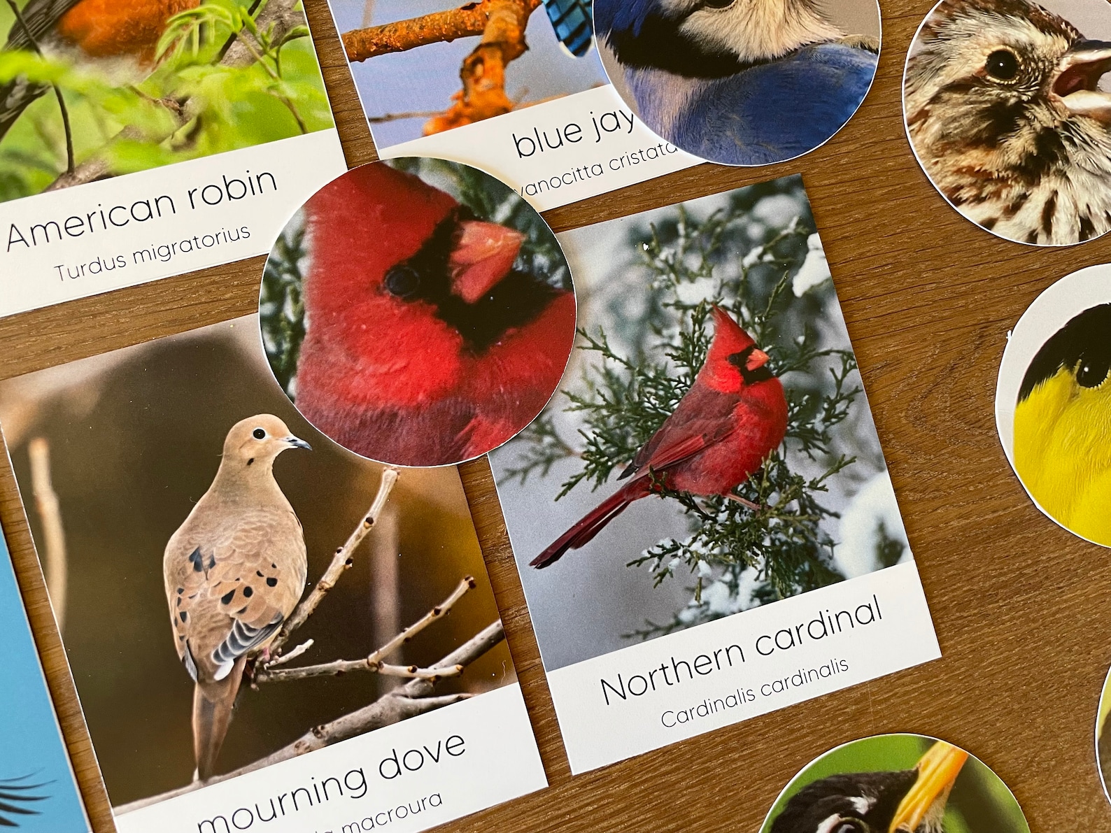 Backyard Birds Flashcards: Montessori Nature Study (printable) - Etsy