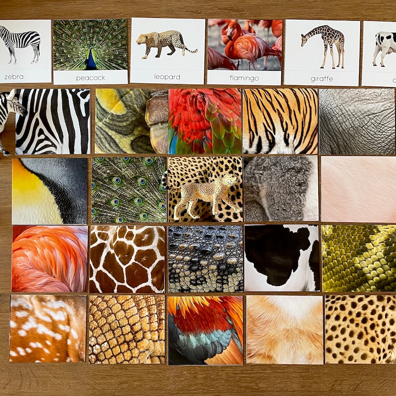 Zoo Animal Pattern - Etsy