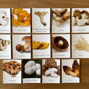 Edible Mushroom Montessori Flashcards, Montessori Materials Printable ...