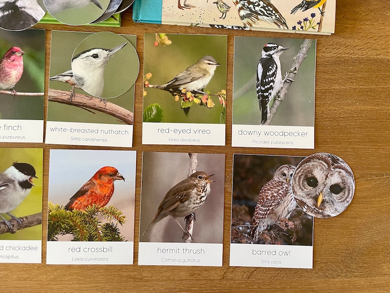 Woodland Birds Flashcards Birds Matching Flashcards - Etsy