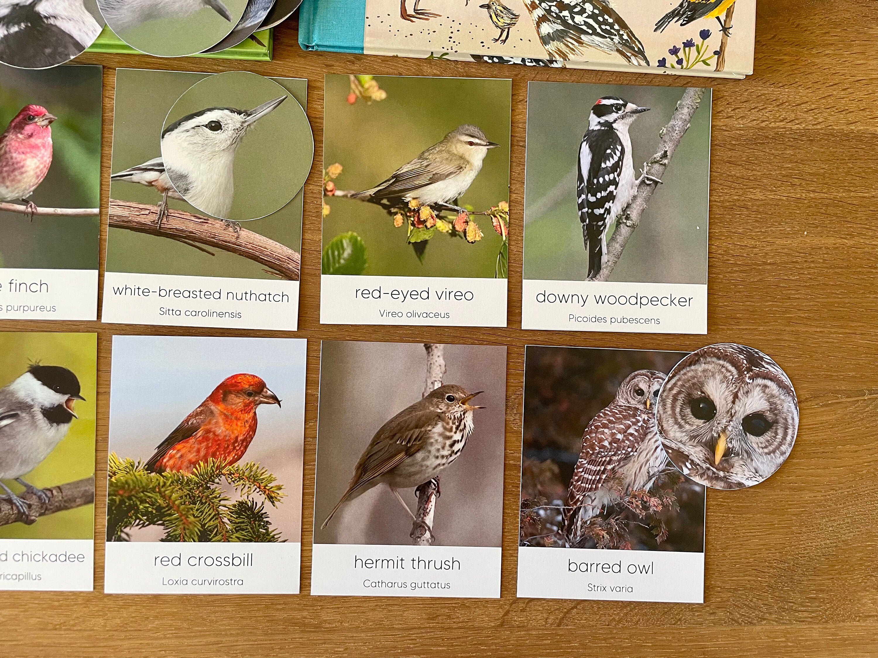 Woodland Birds Flashcards Birds Matching Flashcards - Etsy