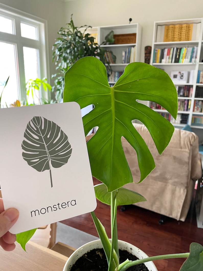 Tree Leaf Identification Cards Montessori Materials - Etsy