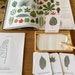 Tree Leaf Identification Cards: Montessori Nature Study (printable) - Etsy