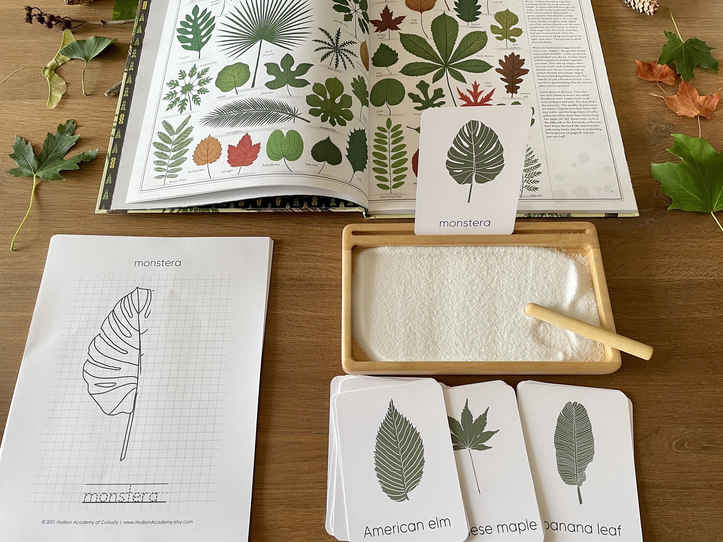 Tree Leaf Identification Cards: Montessori Nature Study (printable) - Etsy