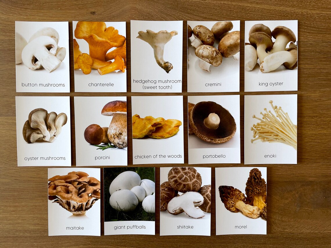 Edible Mushroom Montessori Flashcards: Nature Study Printable (PDF) - Etsy