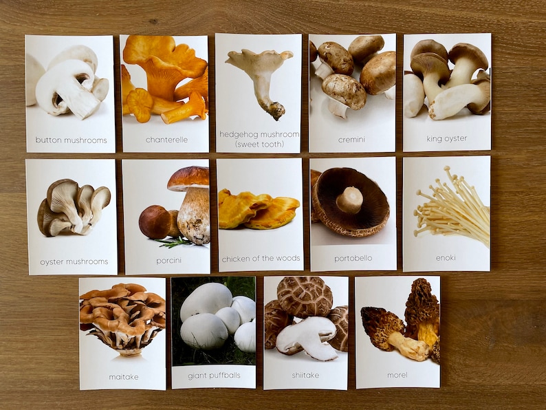 Edible Mushroom Montessori Flashcards: Nature Study Printable (PDF) - Etsy