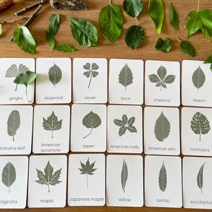 Tree Leaf Identification Cards: Montessori Nature Study (printable) - Etsy