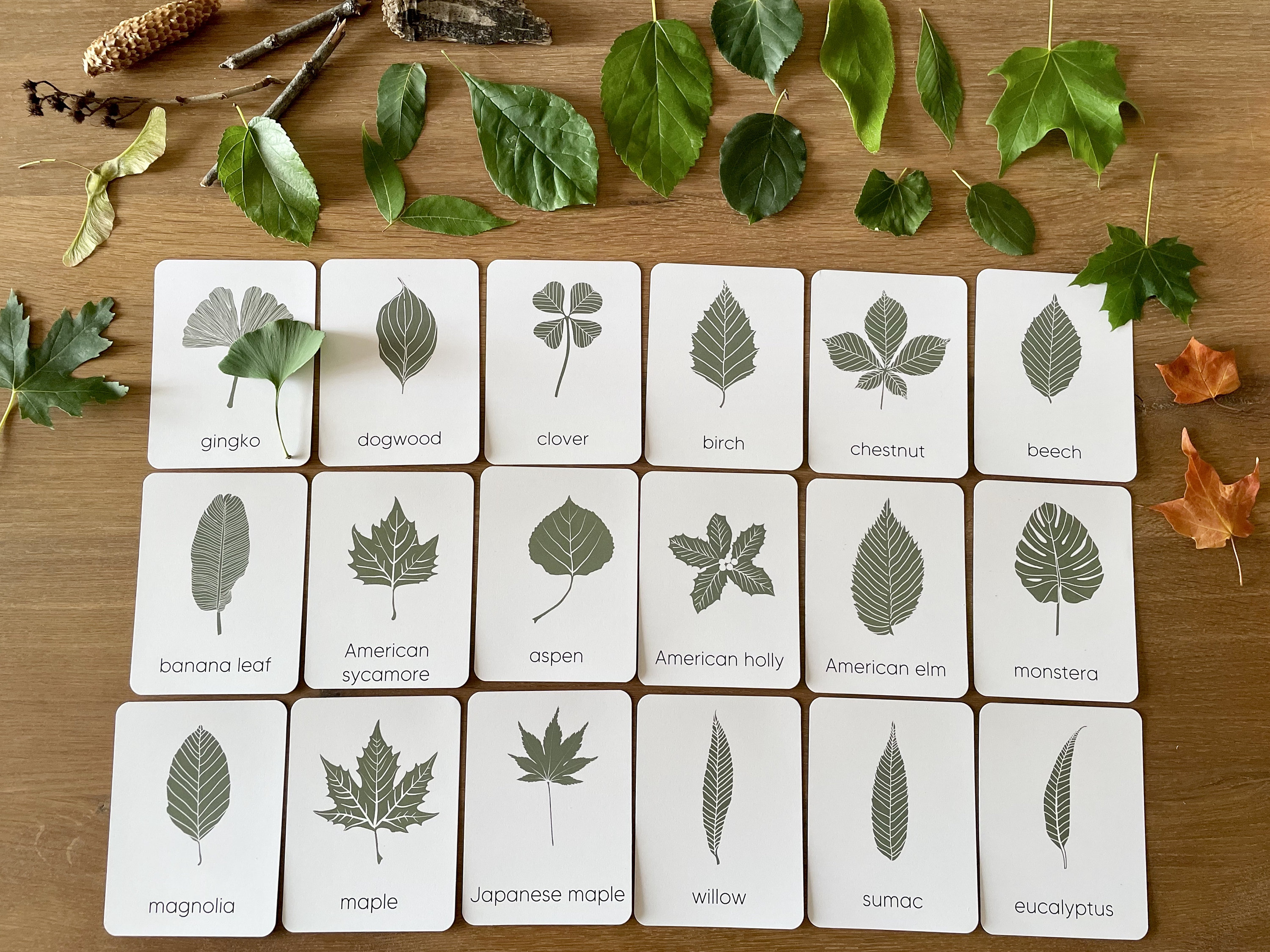 Chestnut Tree Leaves Identification