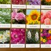 Flowers A-Z Alphabet Flashcards, Montessori Materials Printable, Spring ...
