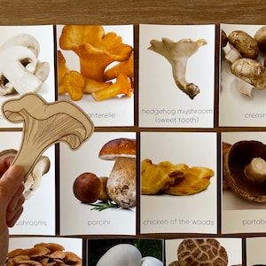 Edible Mushroom Montessori Flashcards, Montessori Materials Printable ...