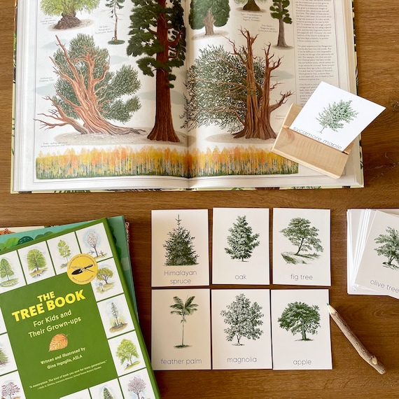 Tree Identification Flash Cards I Tree Study Flash Cards I Nature Study ...