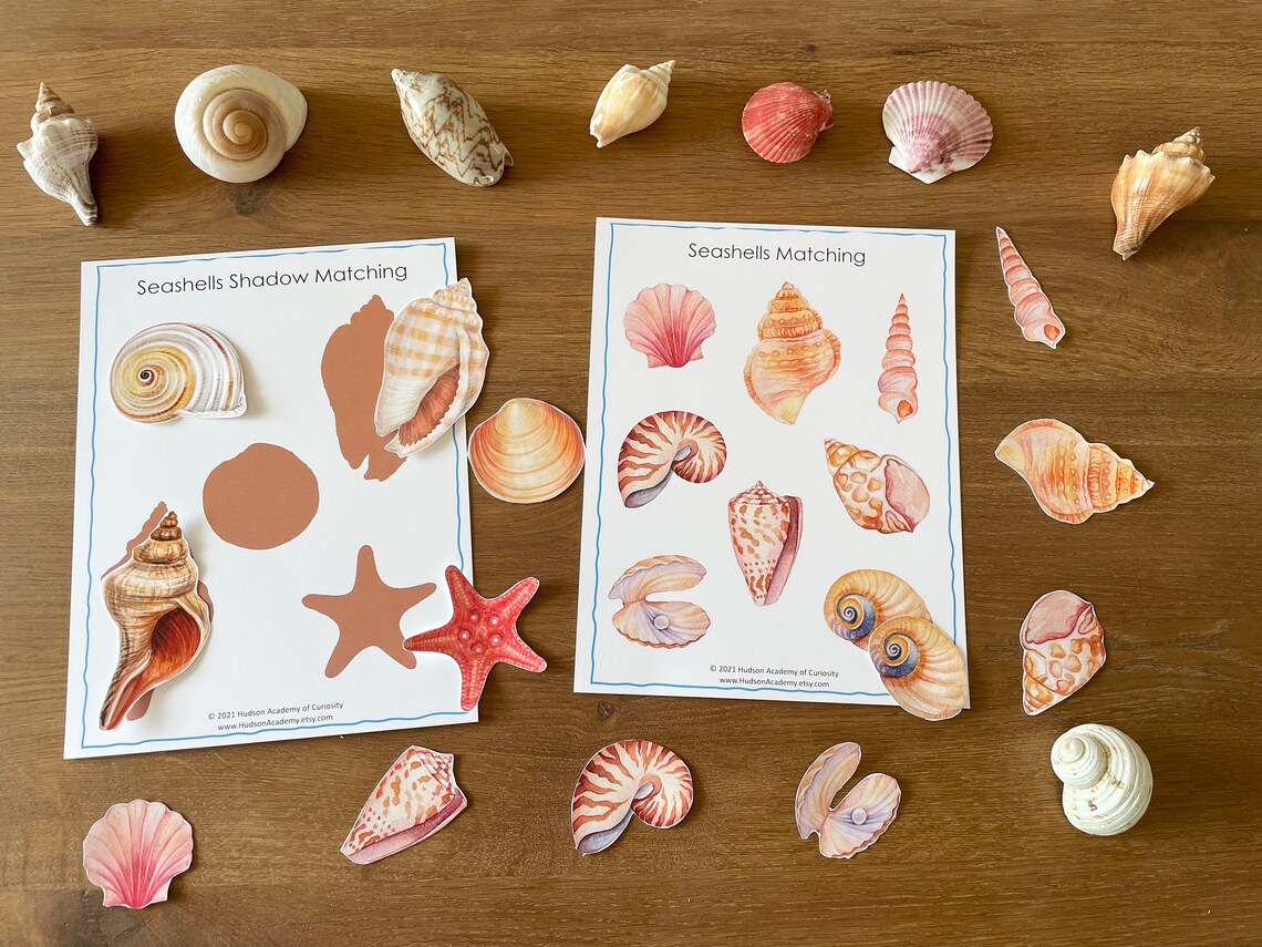 Seashells Learning Pack Nature Study Ocean Schooling | Etsy