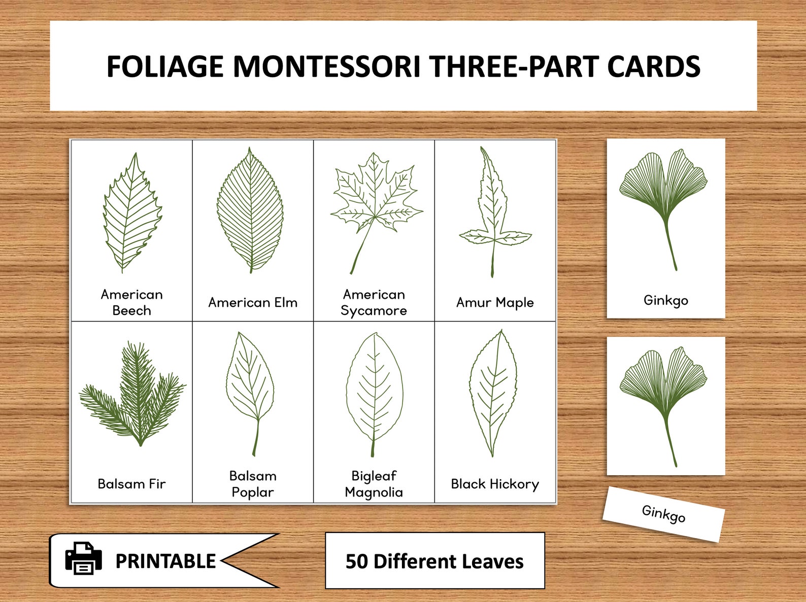 Leaf Foliage Cards Montessori Materials Printable Three Part - Etsy