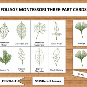 Leaf Foliage Cards, Montessori Materials Printable, Three Part Cards ...