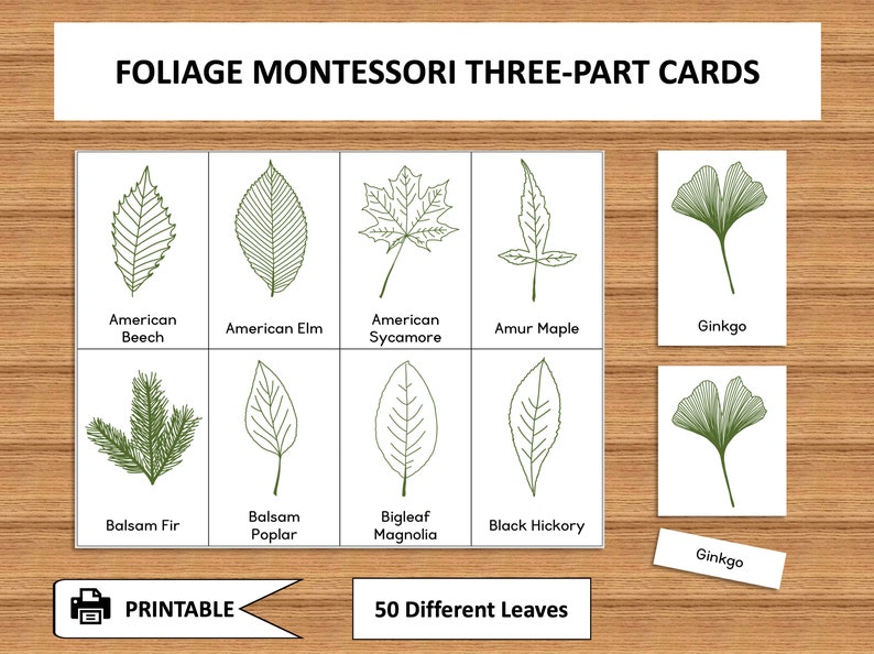 Leaf Foliage Cards Montessori Materials Printable Three Part | Etsy