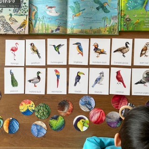 Bird Flashcards: Montessori Feature Matching, Preschool Learning (PDF ...