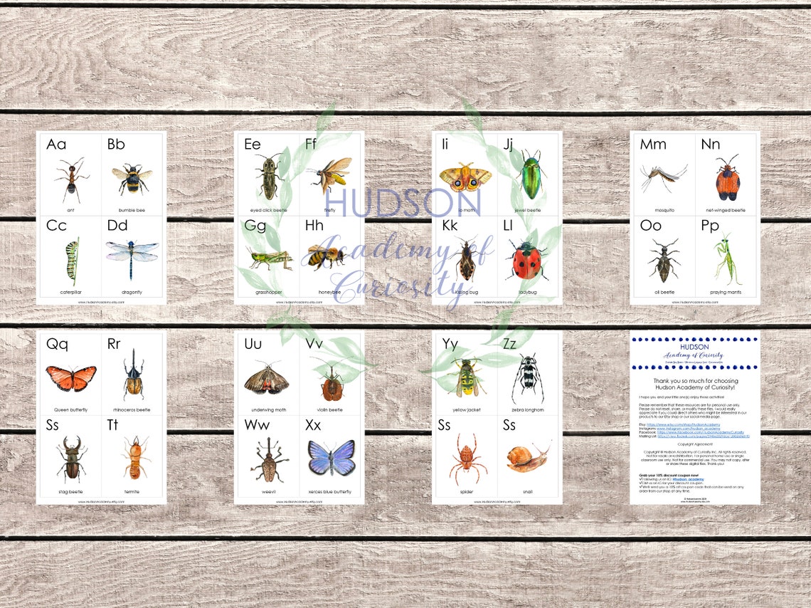 Minibeast Alphabet Flashcards: Bugs & Beetles A-Z (printable) - Etsy