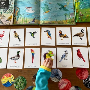 Bird Flashcards: Montessori Feature Matching, Preschool Learning (PDF ...