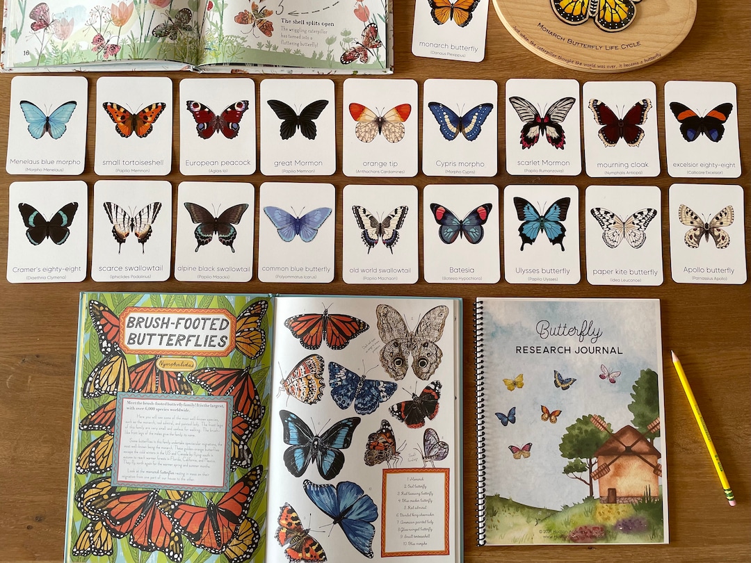 Butterfly Research Journal, Butterly Identification Flashcards ...