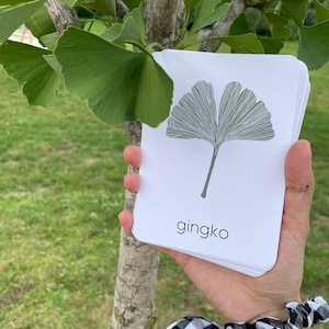 Tree Leaf Identification Cards: Montessori Nature Study (printable) - Etsy