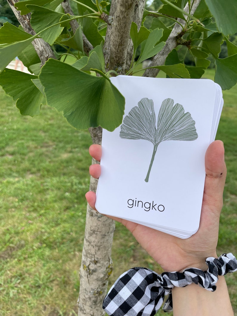 Tree Leaf Identification Cards: Montessori Nature Study (printable) - Etsy