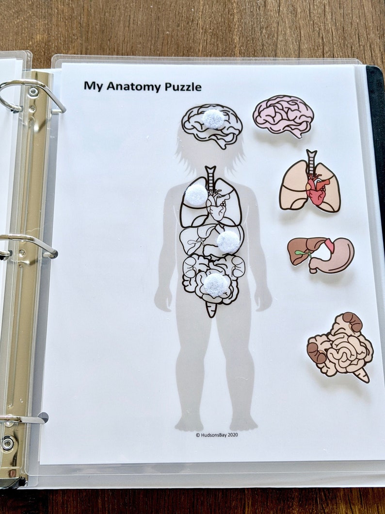 My Body Anatomy Worksheet: Pre-k Learning Printable (PDF) - Etsy